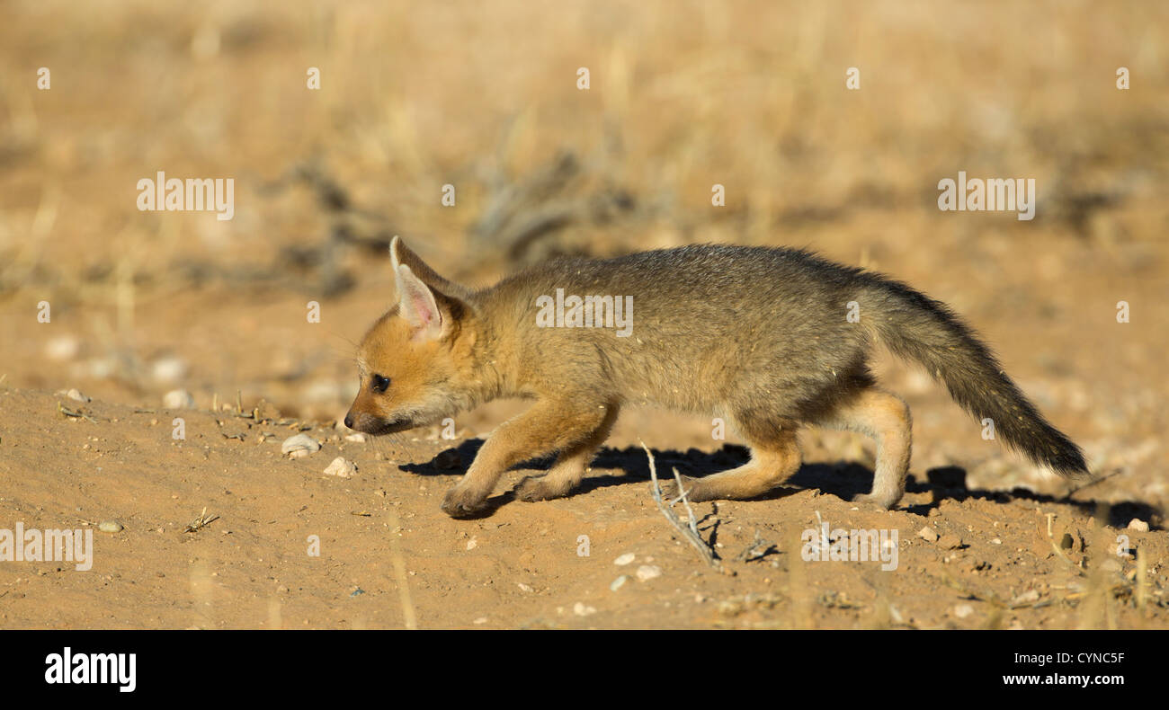 cape fox baby playing Stock Photo - Alamy
