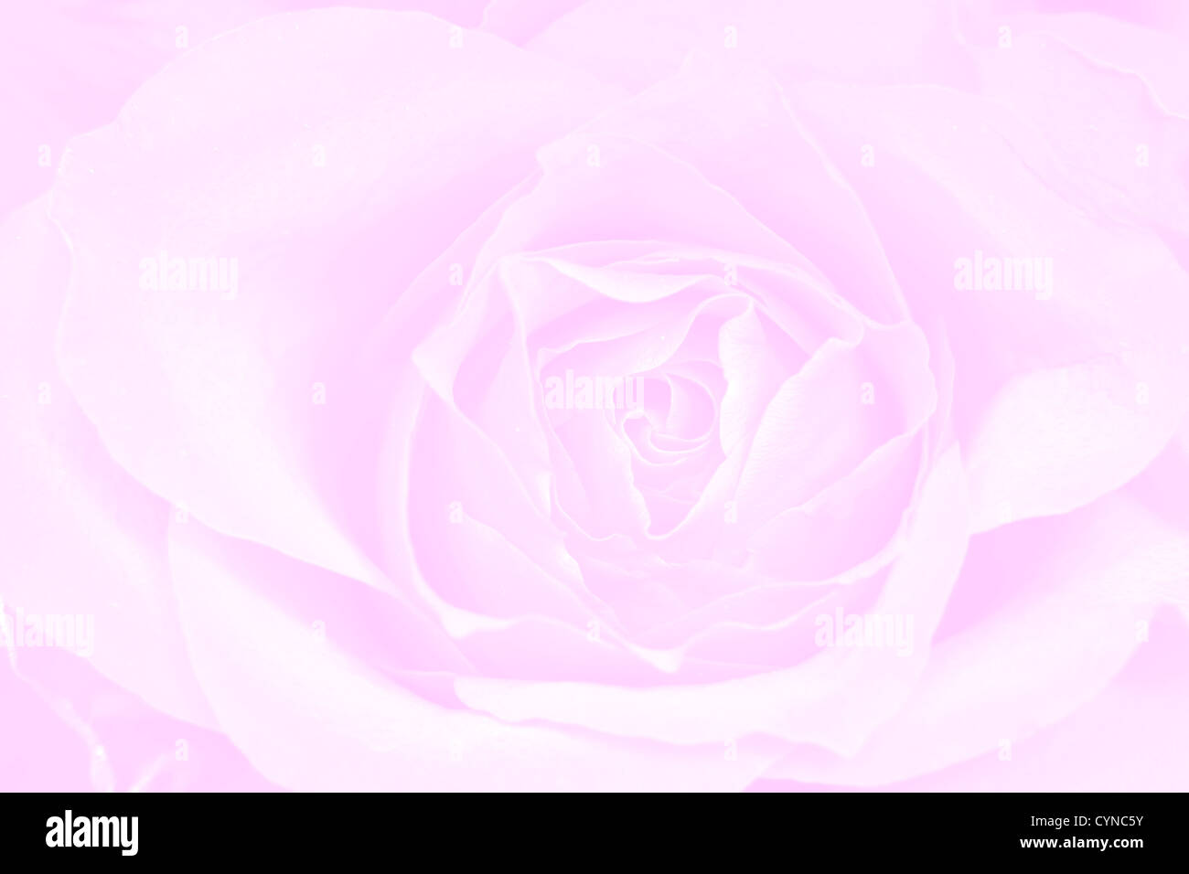 Rose pink background - texture Stock Photo - Alamy