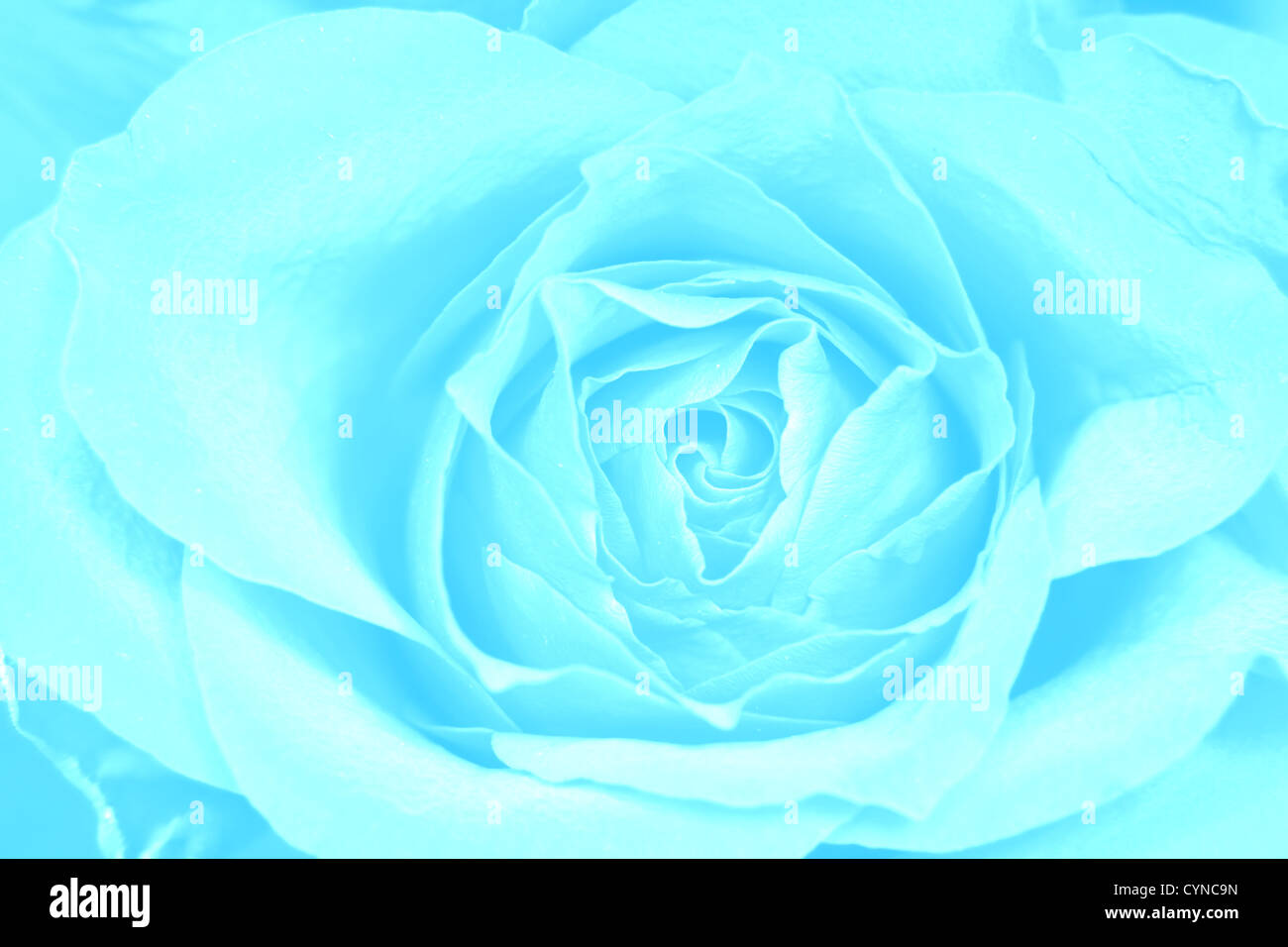 Rose blue background - texture Stock Photo - Alamy