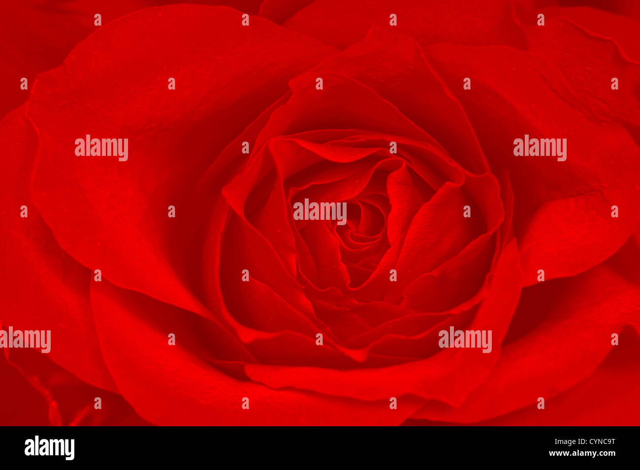 Rose red background Stock Photo - Alamy