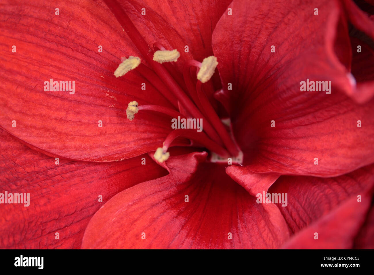Intiflorum hi-res stock photography and images - Alamy