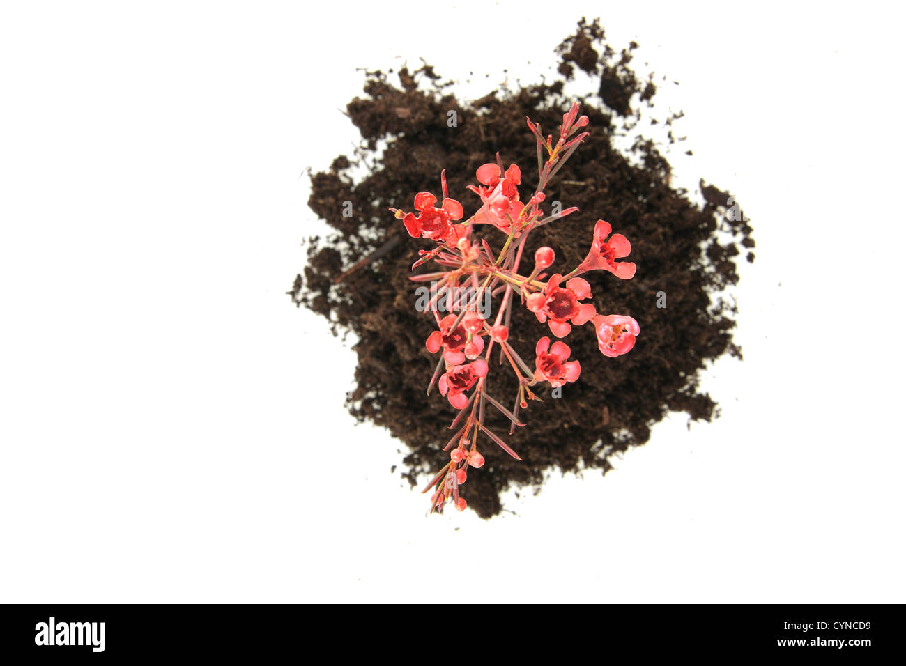 Tree growth concept sprout Cut Out Stock Images & Pictures - Alamy