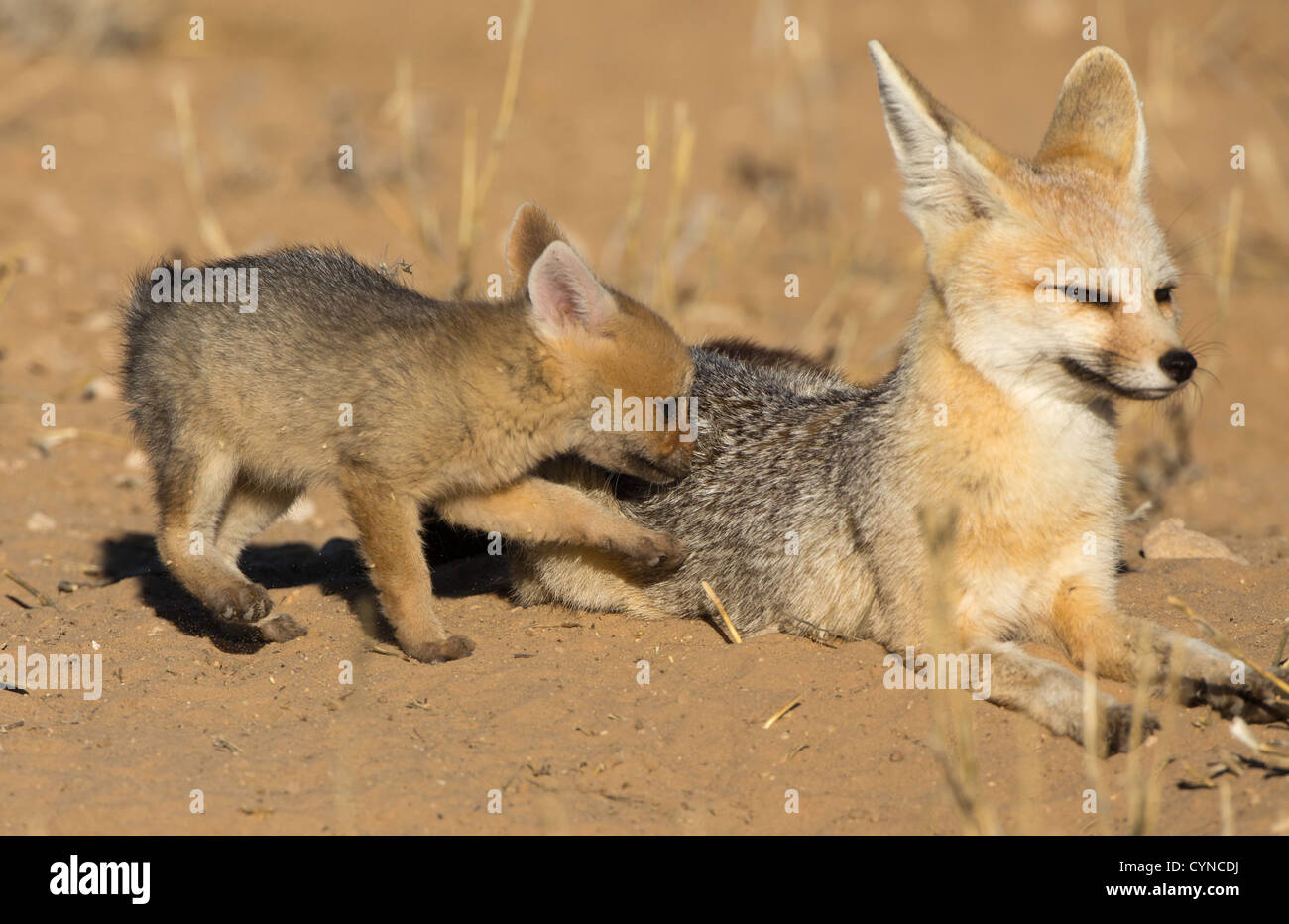 Baby cape fox hi-res stock photography and images - Alamy