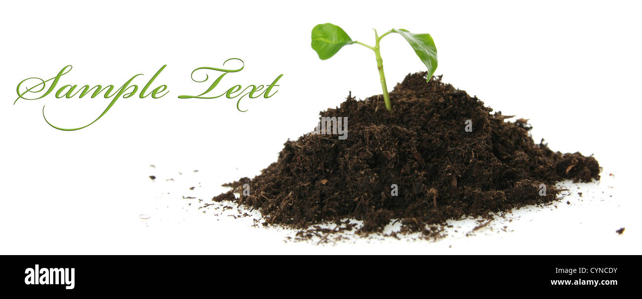 New Life design (growth concept Stock Photo - Alamy