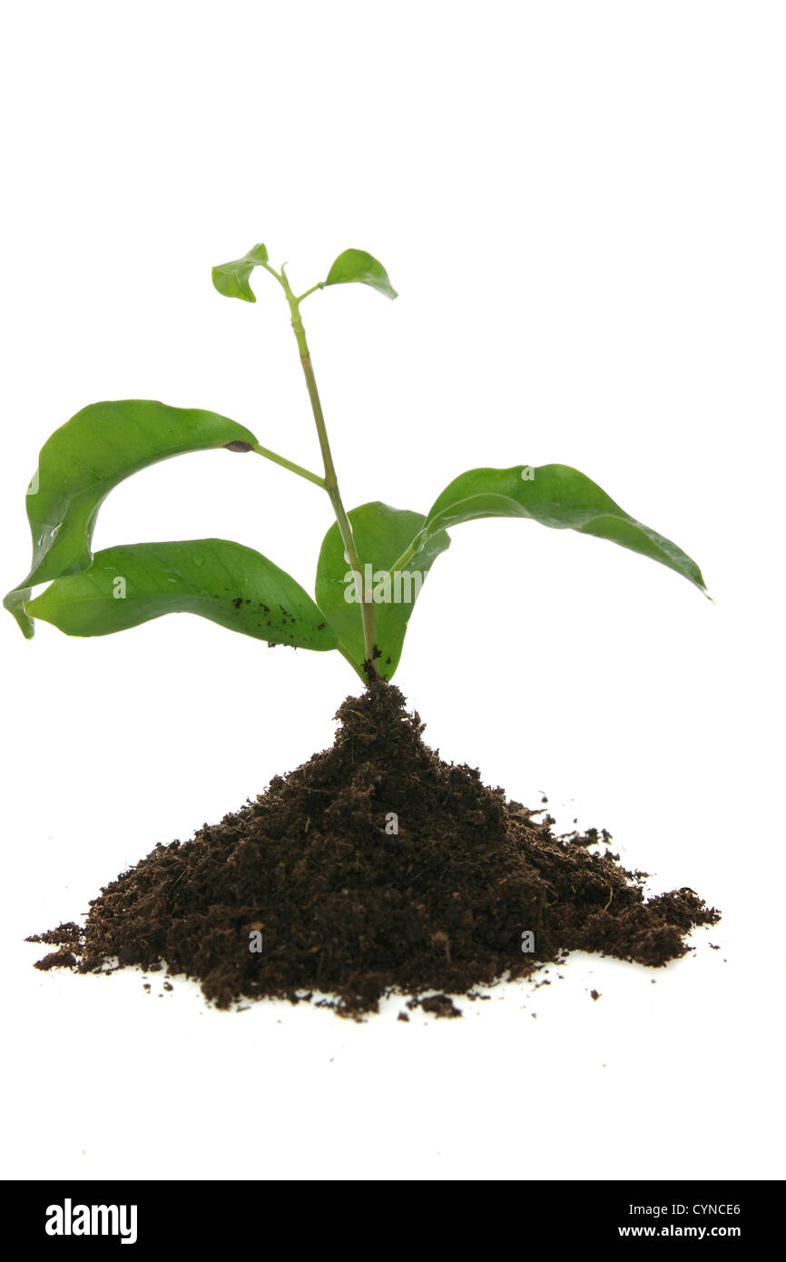 New Life (growth concept Stock Photo - Alamy