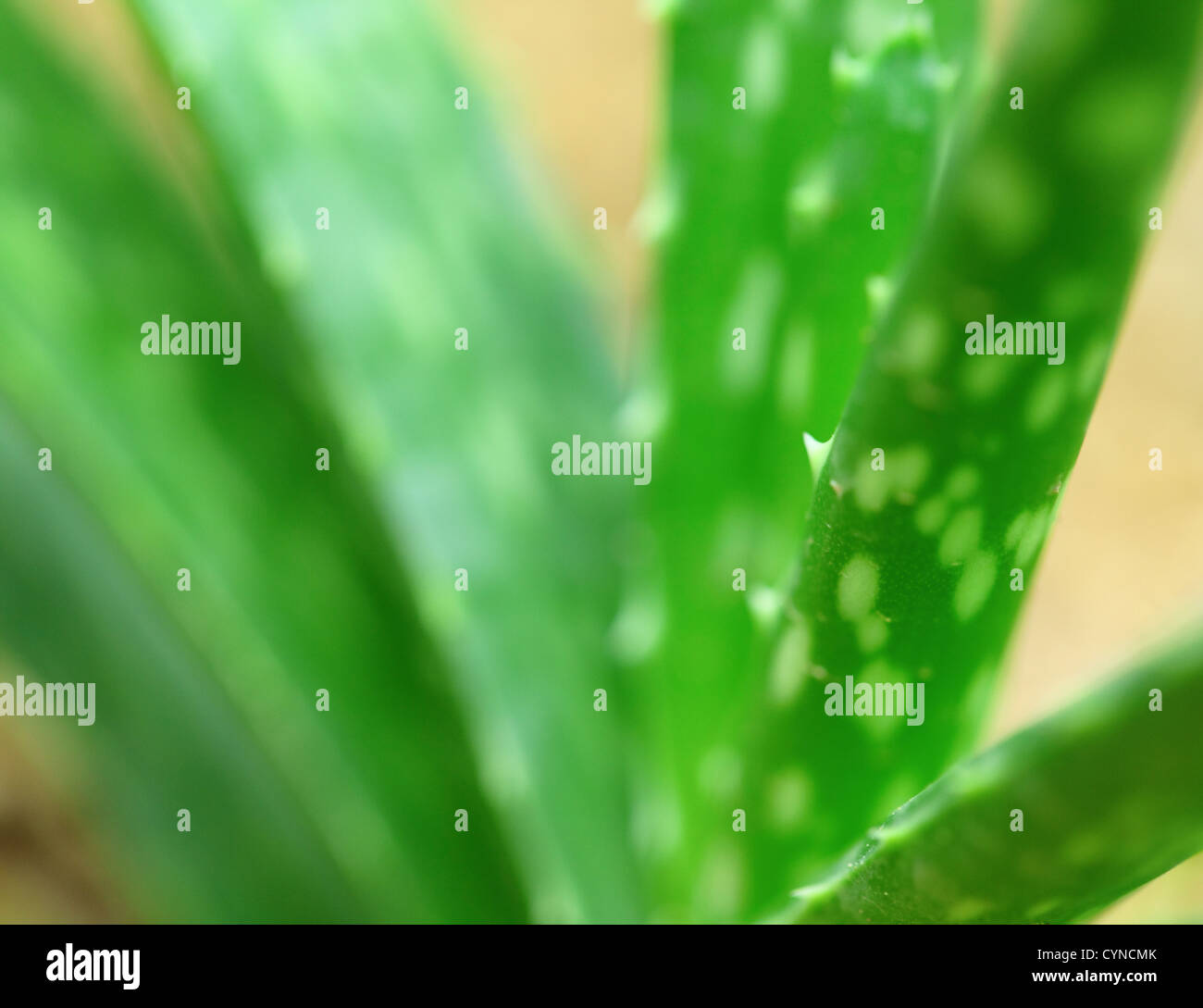 Barbados aloe hi-res stock photography and images - Alamy