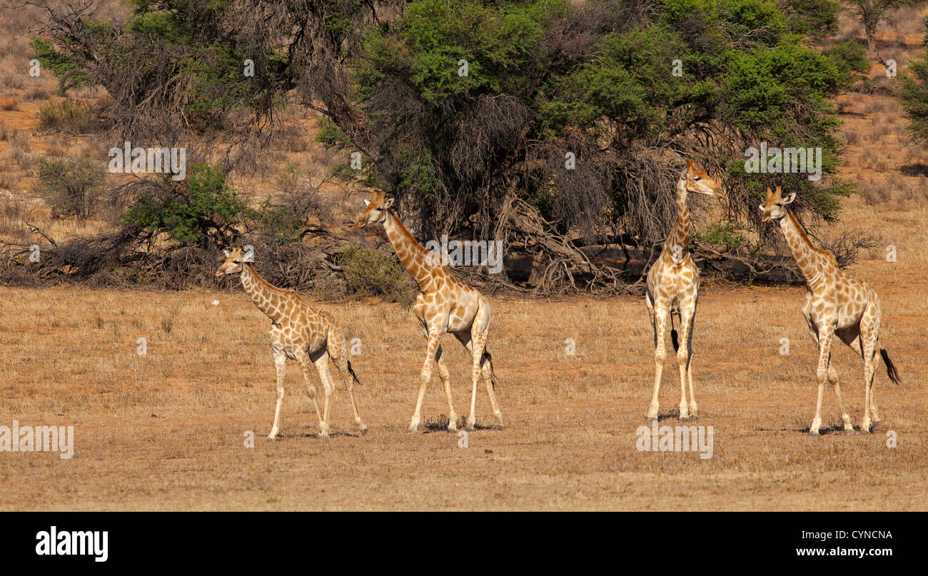 Giraffe group hi-res stock photography and images - Alamy