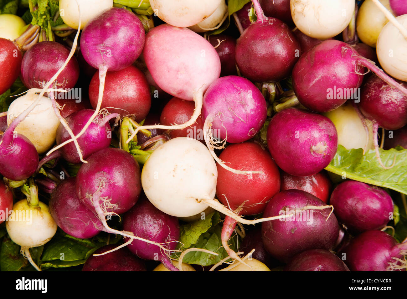 Red, white and magenta radishes on a bed of leafy greens Stock Photo ...