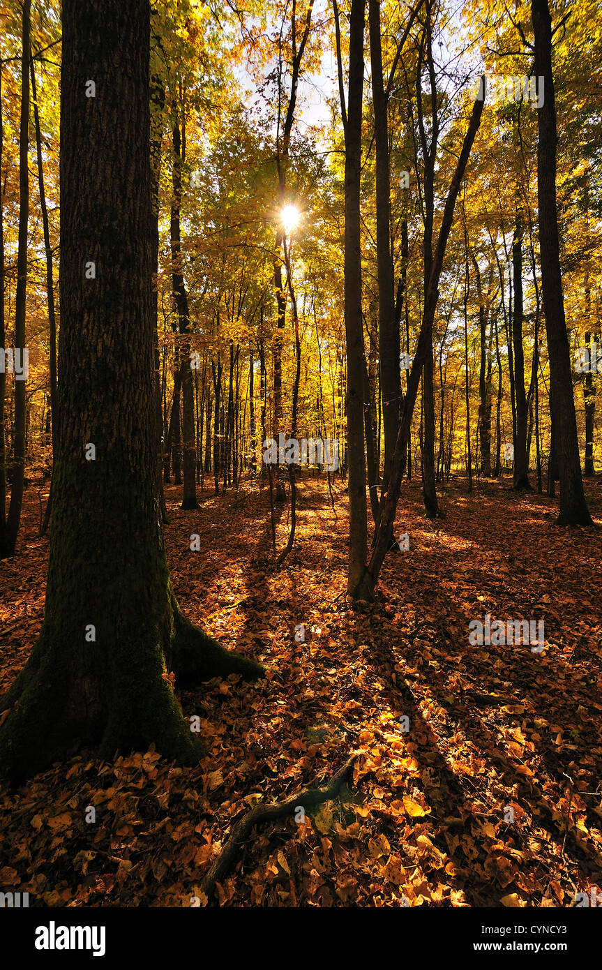 Into the Autumn Sun Stock Photo - Alamy