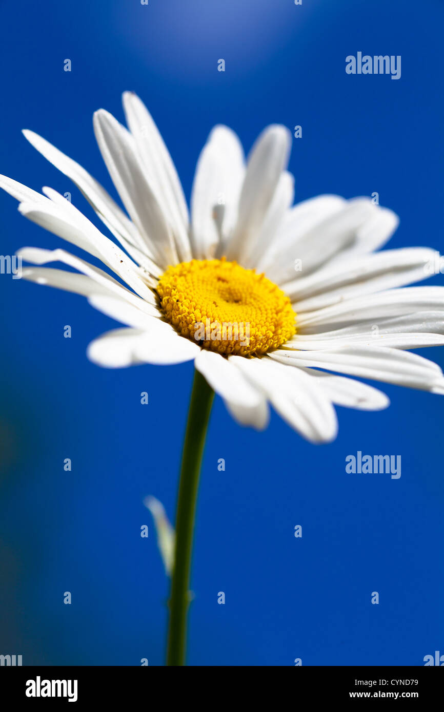 Macro view of single camomile over sky background Stock Photo - Alamy