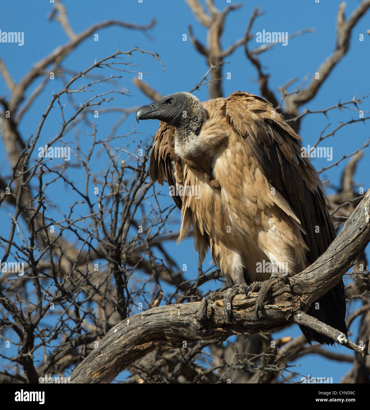 Vulture tree hi-res stock photography and images - Alamy