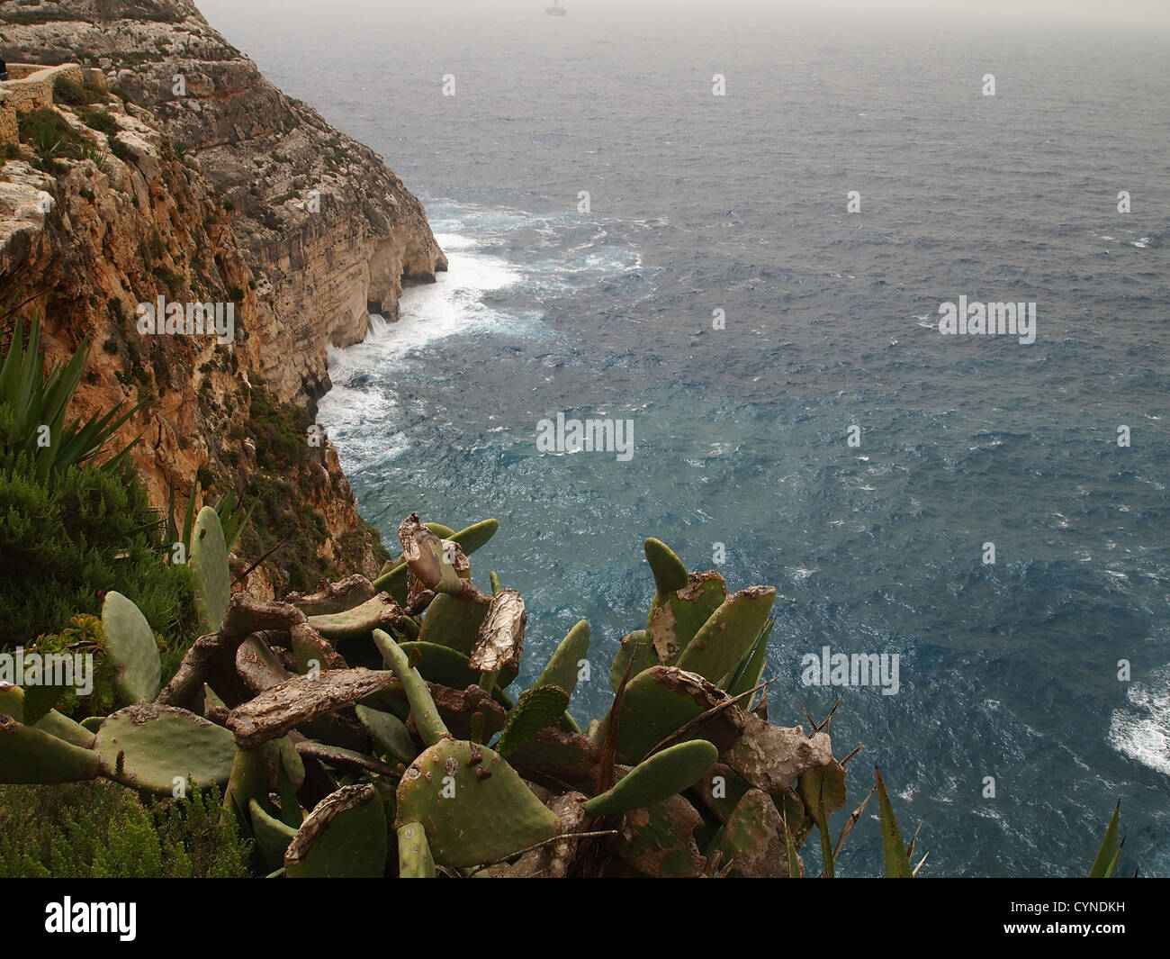 Cactus on a top of a cliff Stock Photo - Alamy