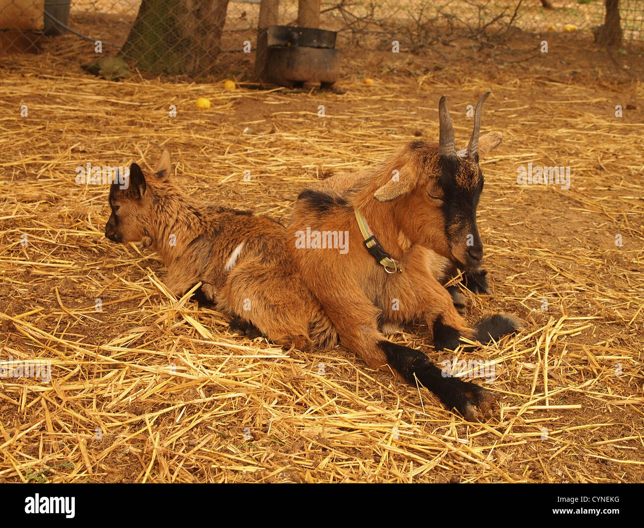 Maltese goat cheese hi-res stock photography and images - Alamy