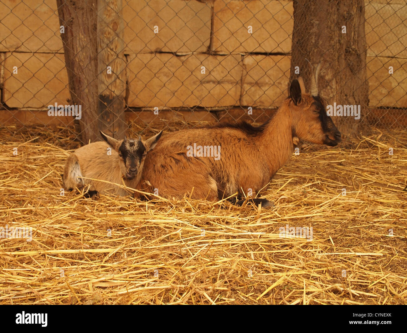 A female goat with baby Stock Photo - Alamy