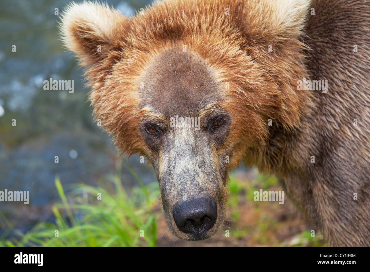 Grizzly bear on Alaska Stock Photo - Alamy