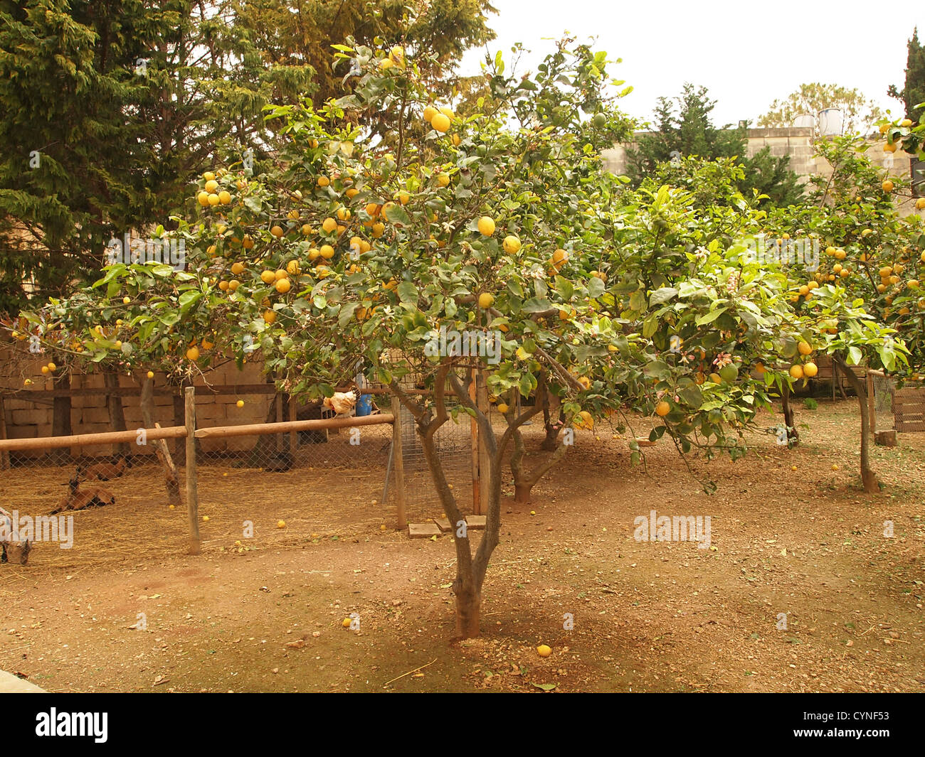 A mandarin tree Stock Photo - Alamy