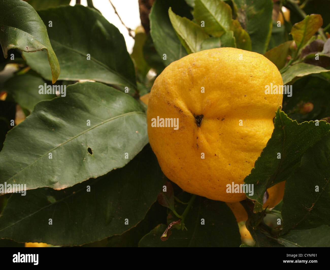 Nice mandarin fruit on a branch Stock Photo - Alamy