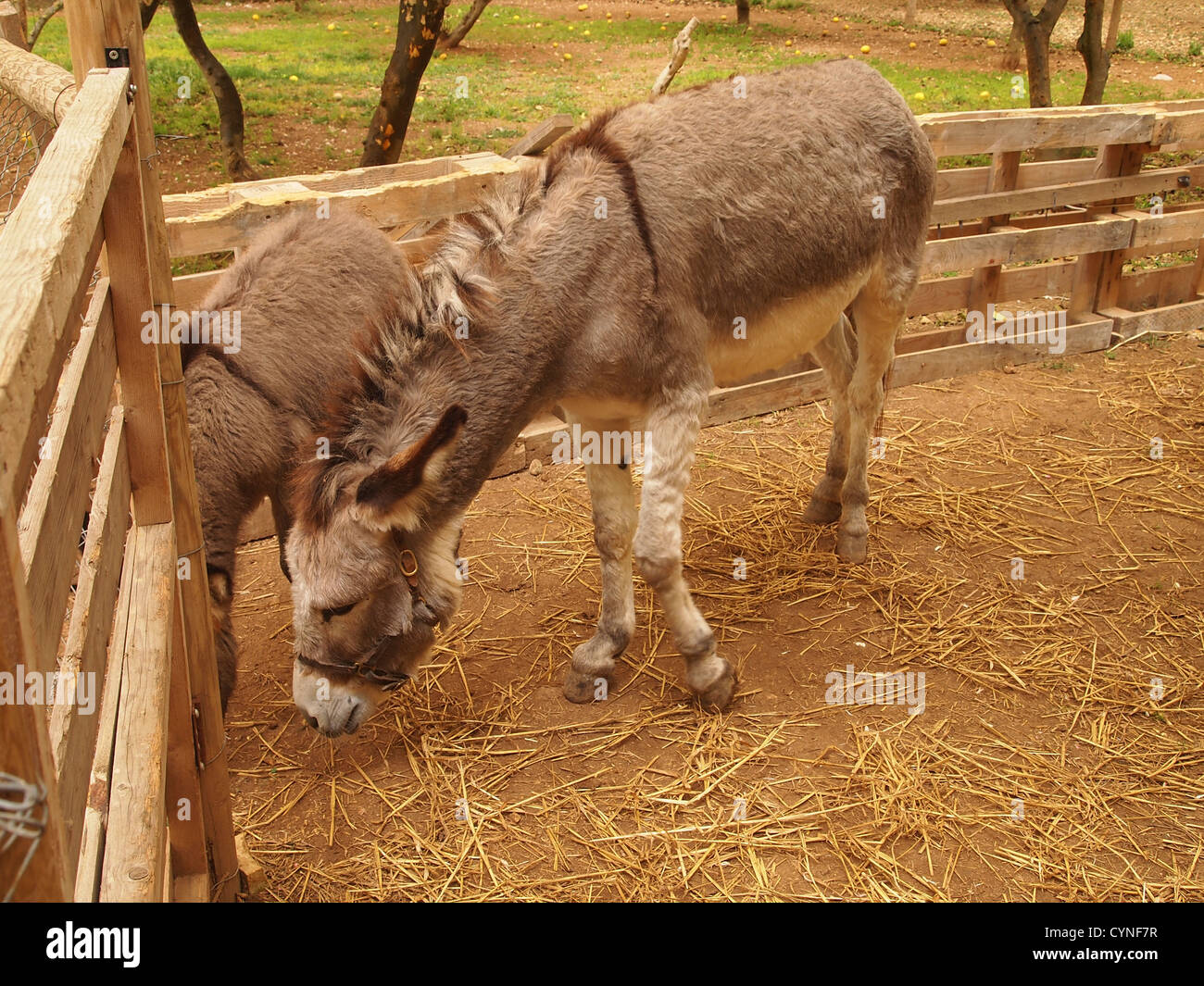 Two donkeys in a corner of a fence Stock Photo - Alamy