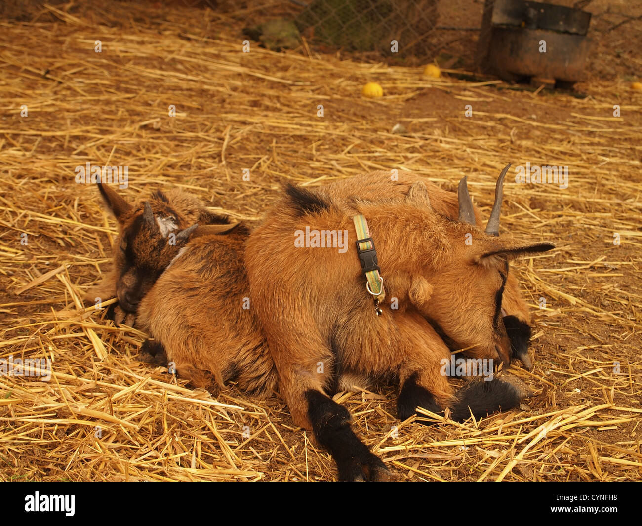 Two small goats together Stock Photo - Alamy