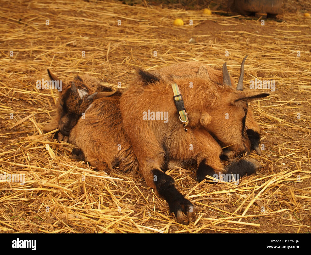 Maltese goat cheese hi-res stock photography and images - Alamy