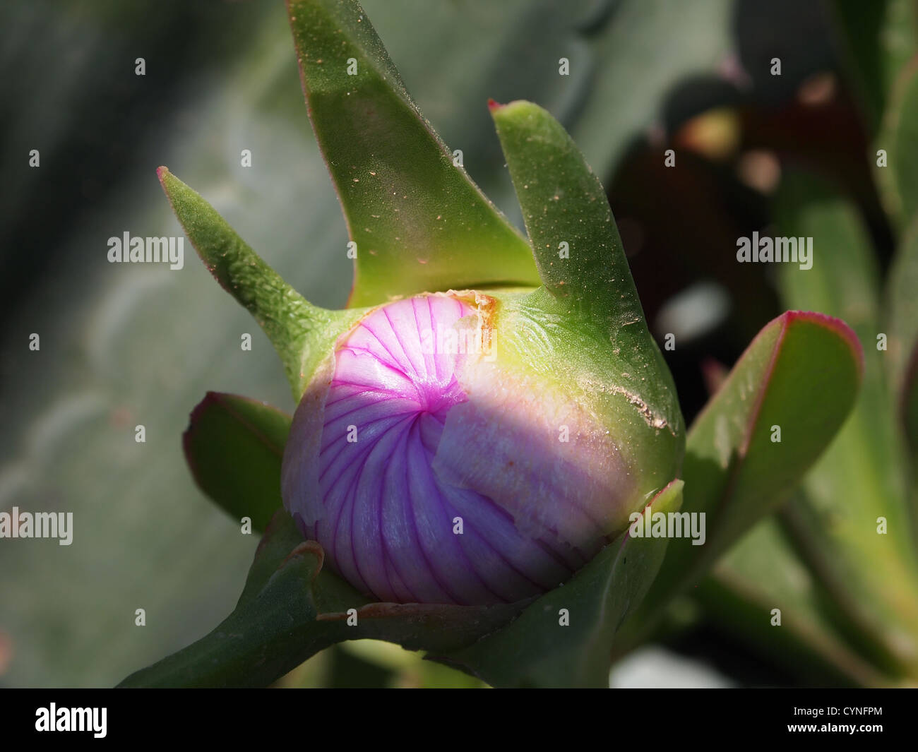 A close up of cactus bud Stock Photo - Alamy