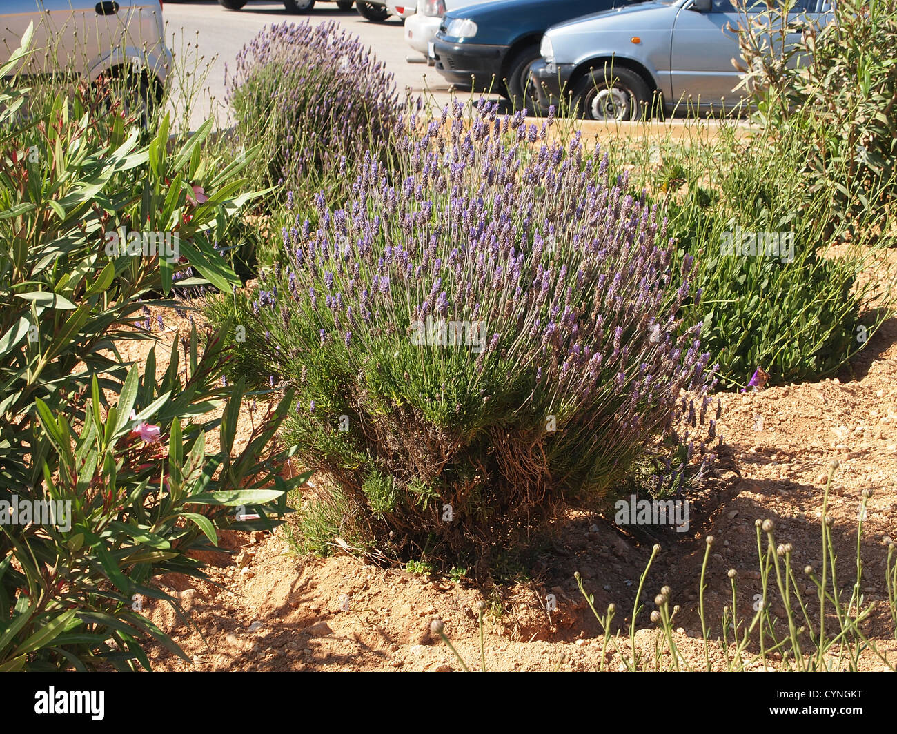A lavender bush Stock Photo - Alamy