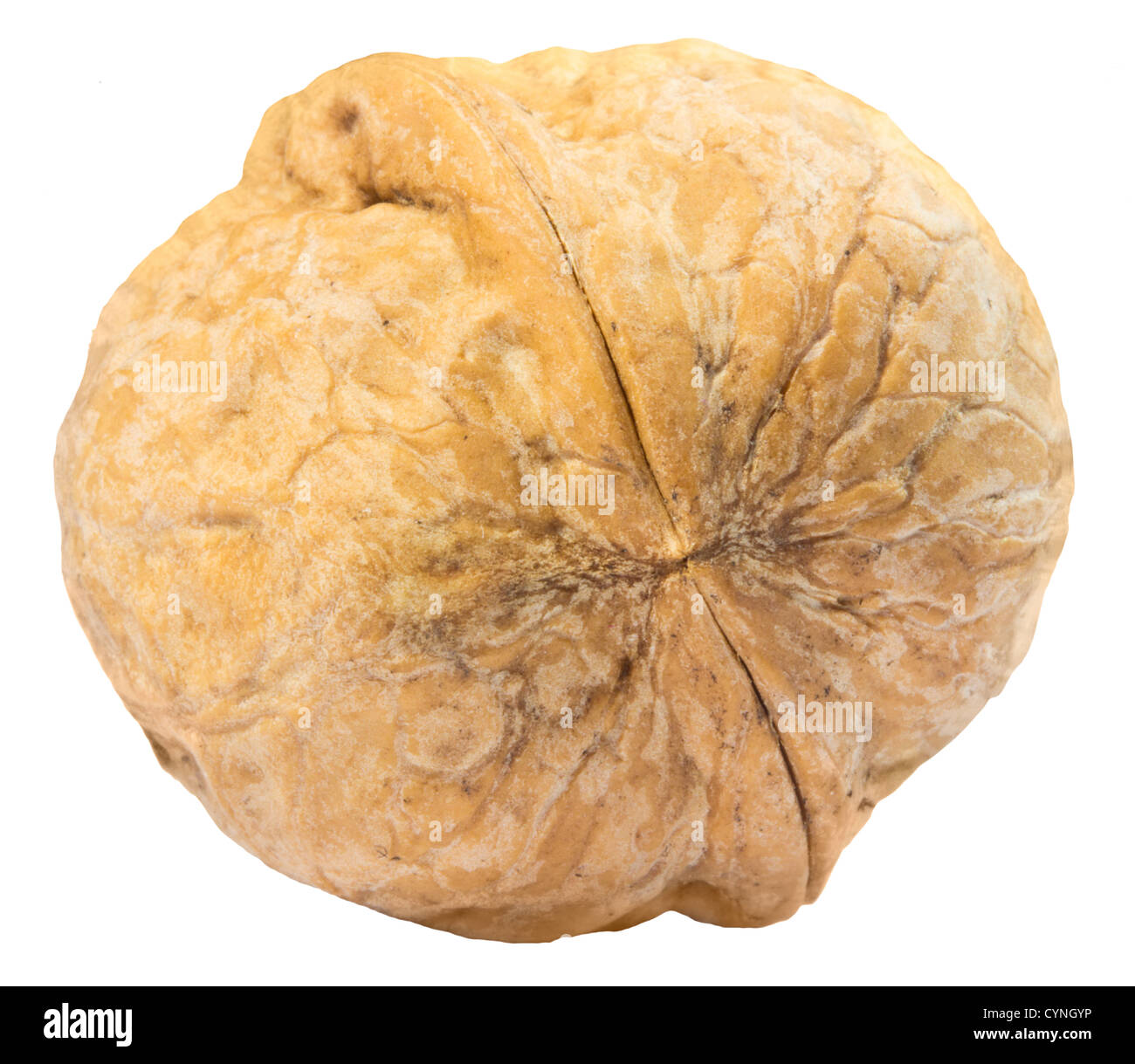 Walnut shells isolated hi-res stock photography and images - Alamy