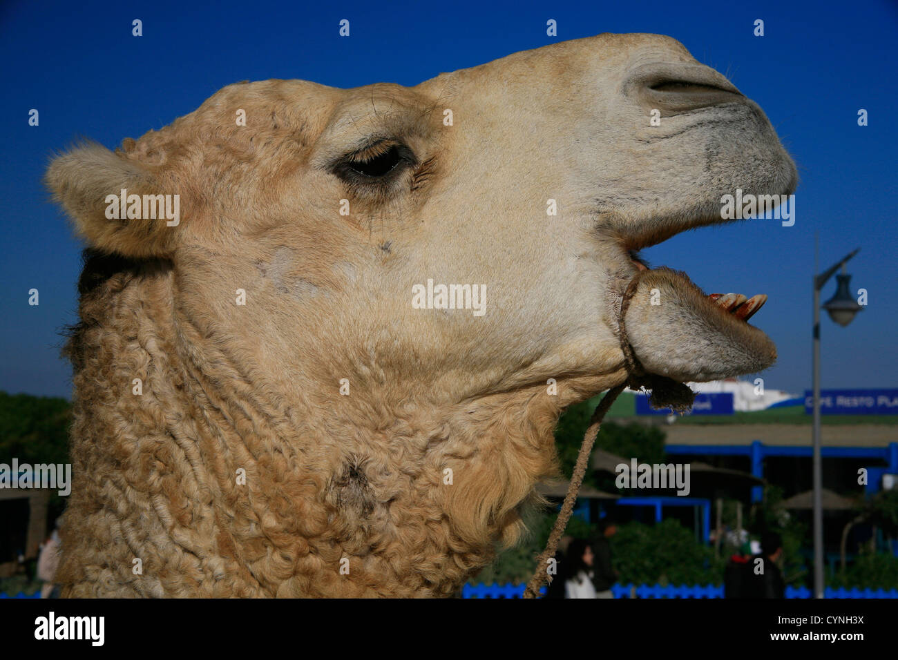 Close up of camel's head showing teeth Stock Photo - Alamy