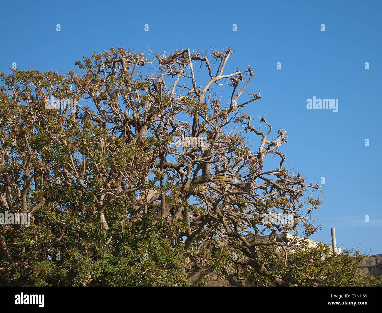 An interesting tree in a forest Stock Photo - Alamy