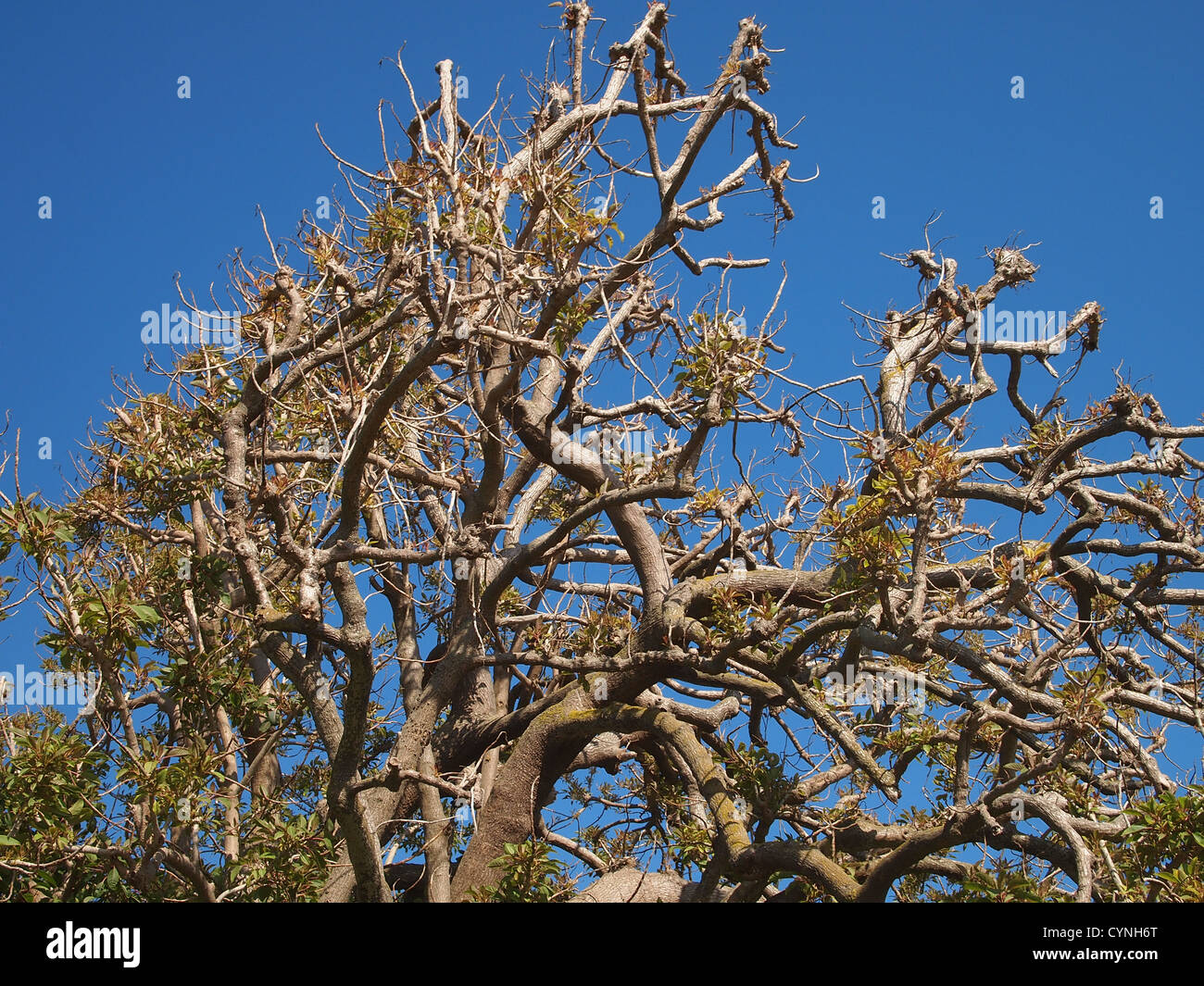 A close up of a high tree Stock Photo - Alamy