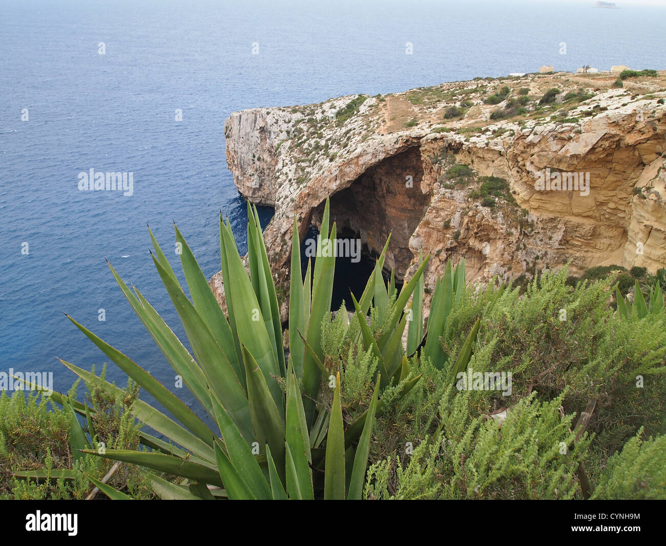 A close up of a cactus near Blue grotto in Malta Stock Photo - Alamy