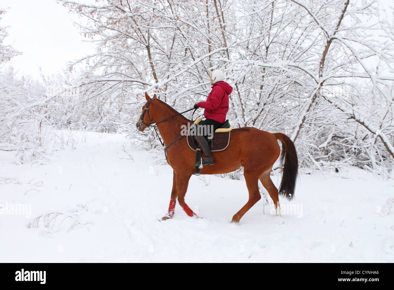 Winter horse ride Stock Photo - Alamy