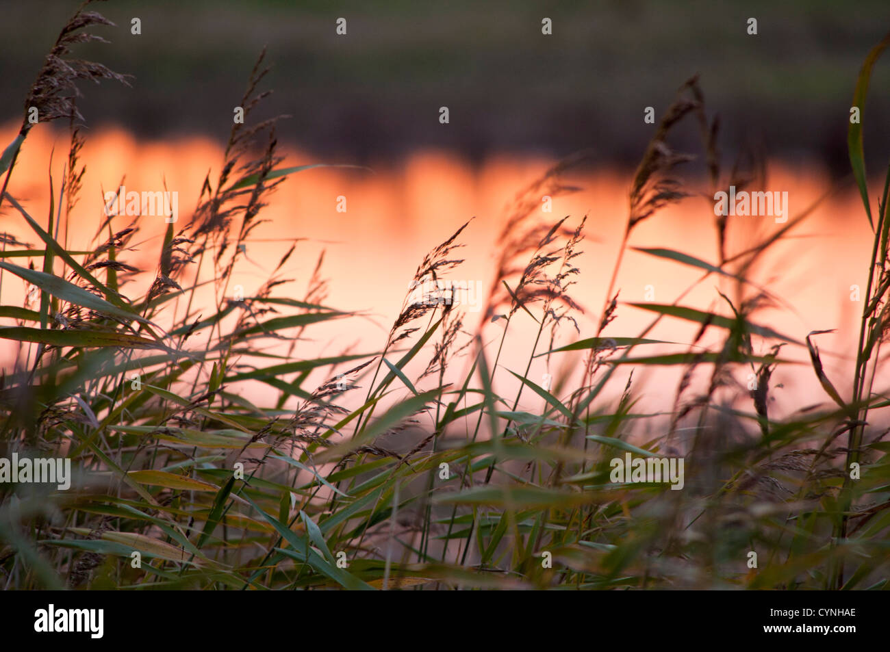 Close up reeds on salt marsh Stock Photo - Alamy