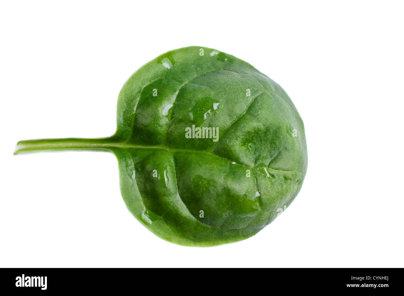 Leaf spinach isolated on white background Stock Photo - Alamy