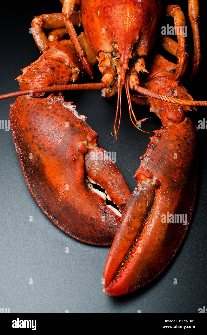 Prepared lobster on black background Stock Photo - Alamy