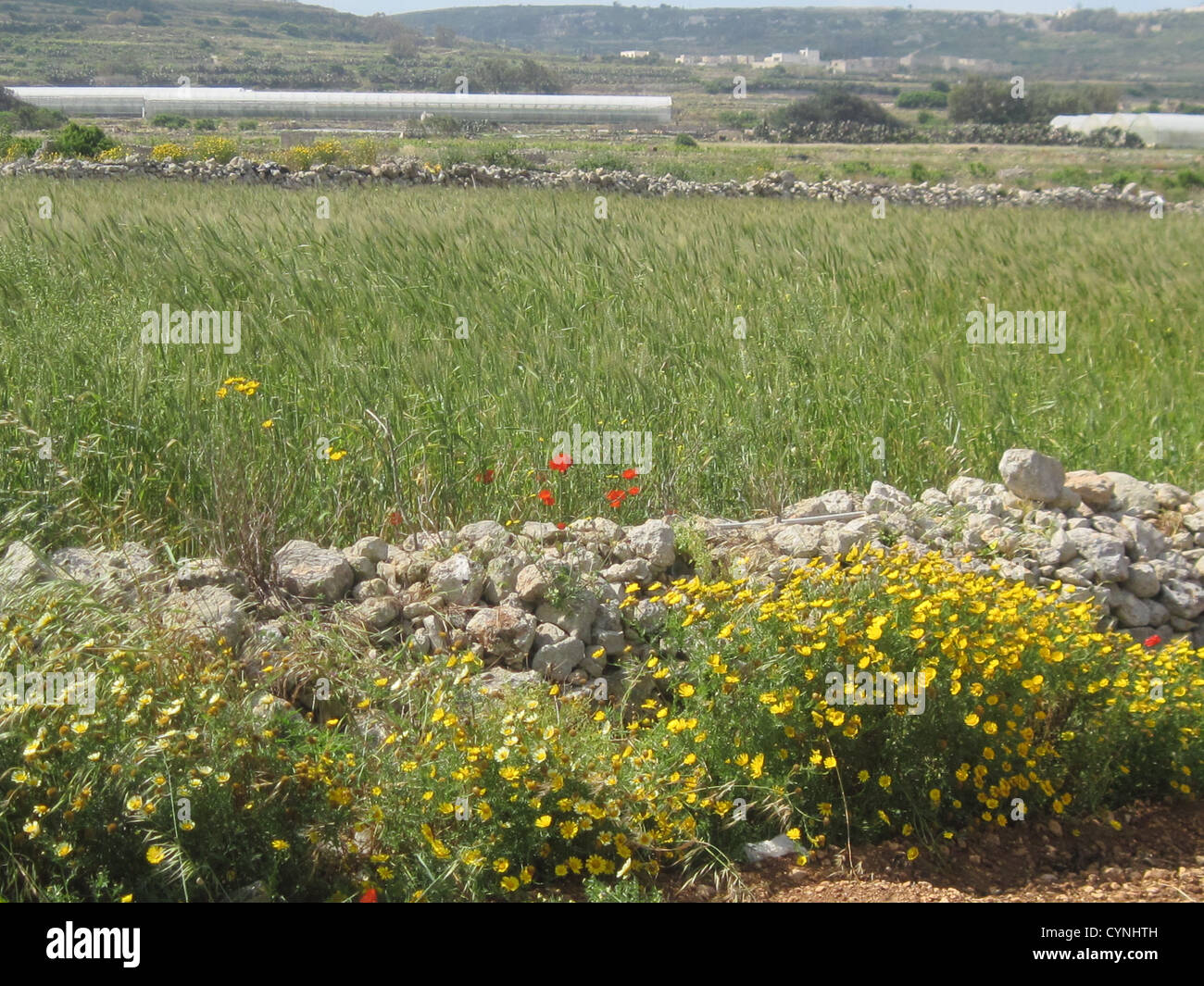 A picturesque field on Malta Stock Photo - Alamy
