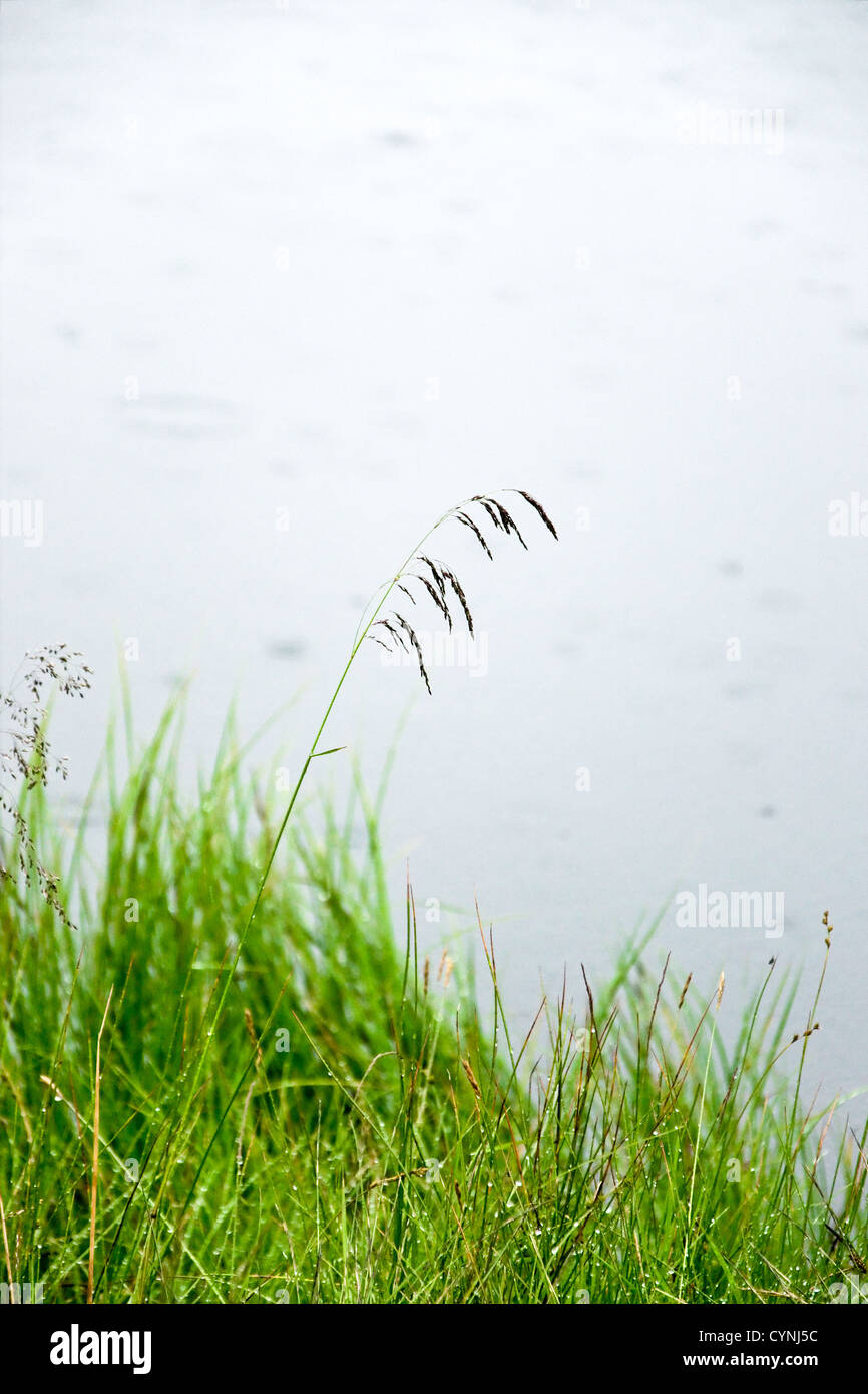 Green grass near lake Stock Photo - Alamy