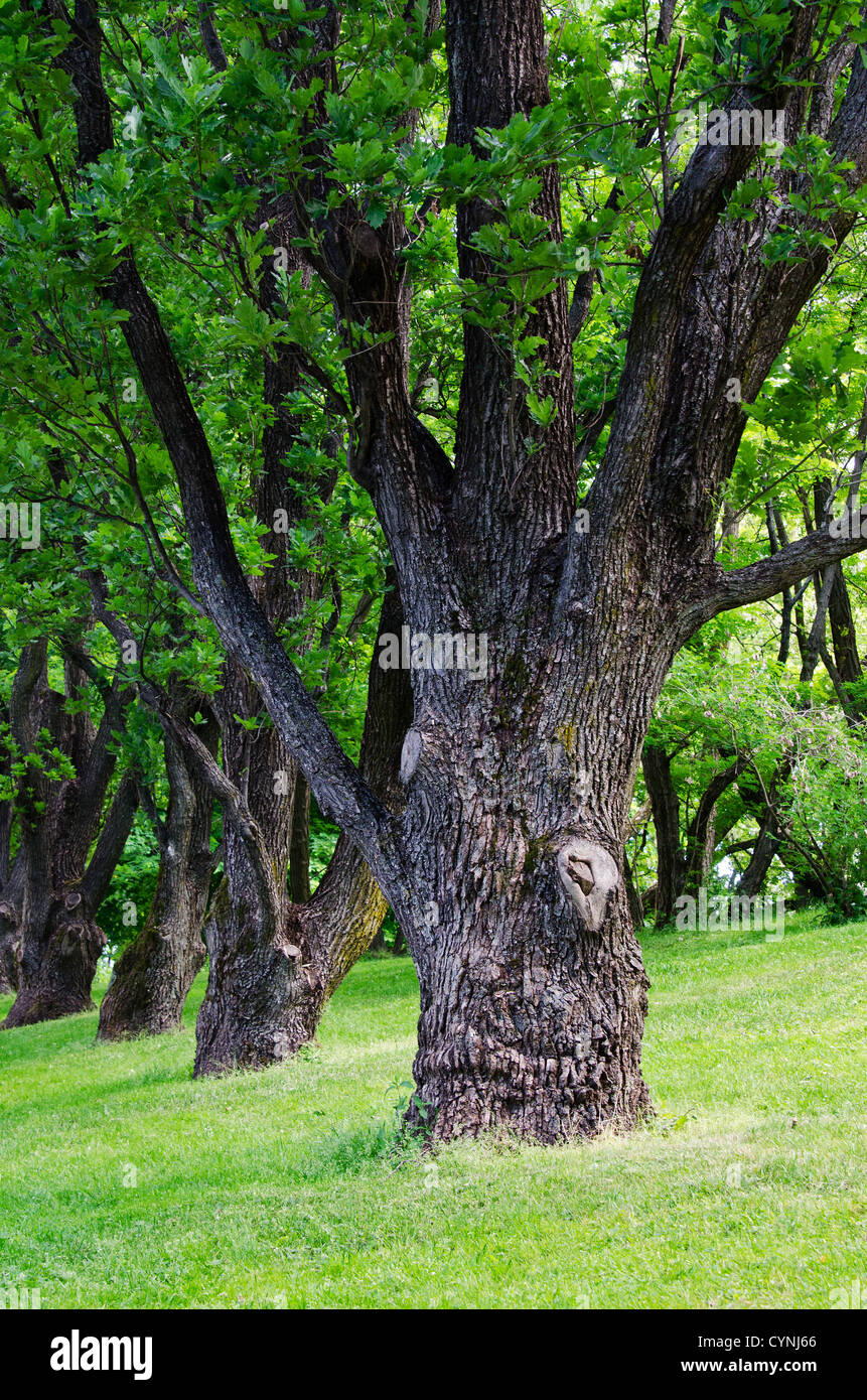 Line of trees in the park Stock Photo - Alamy