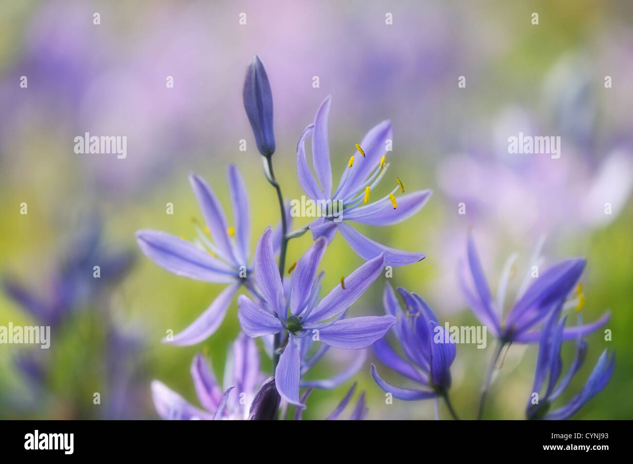 Common Camas (Camassia quamash Stock Photo - Alamy