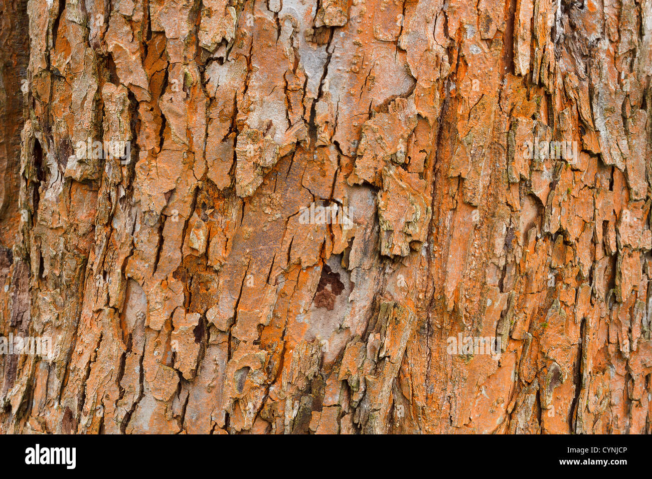 grunge bark texture for background or backdrop Stock Photo - Alamy