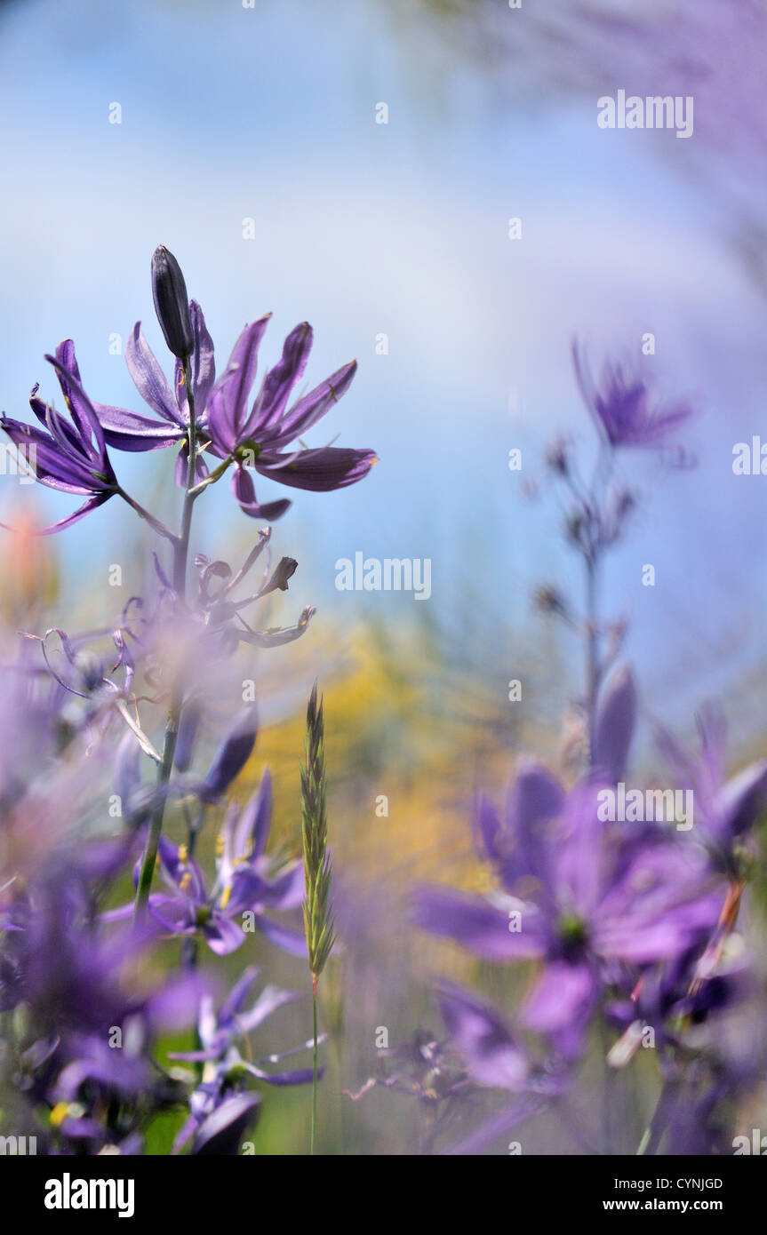 Camas british columbia hi-res stock photography and images - Alamy