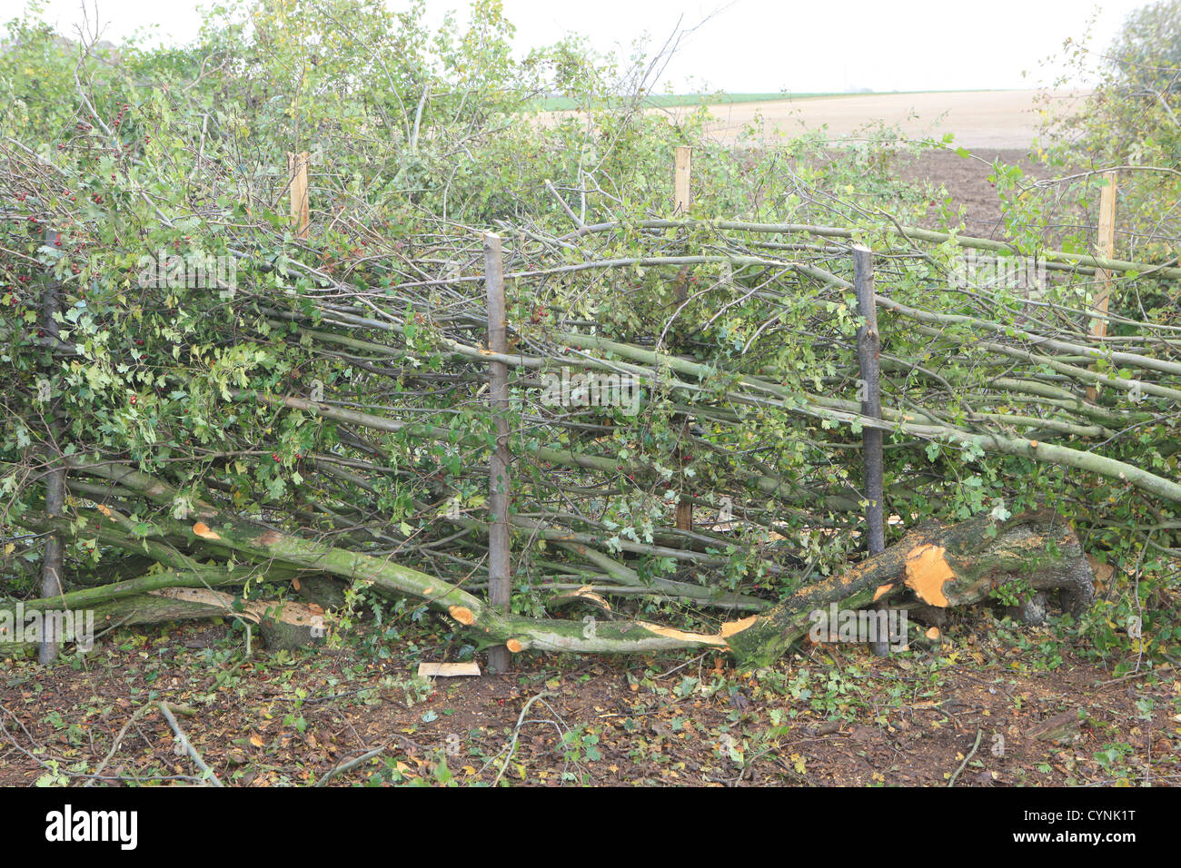 Hedge laying championships hi-res stock photography and images - Alamy