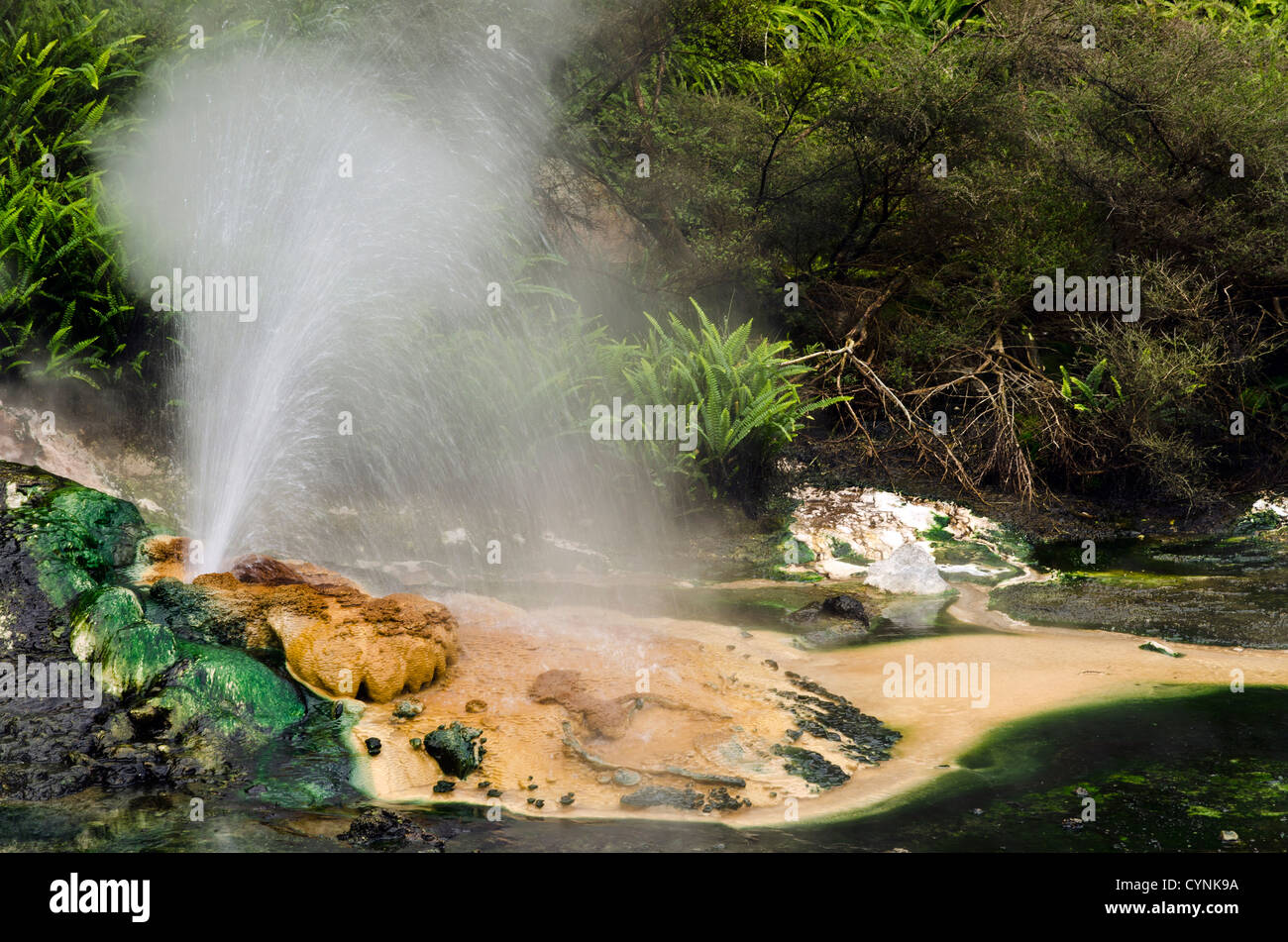 small, steamy, erupting geyser at Waimangu Volcanic Valley with deep ...
