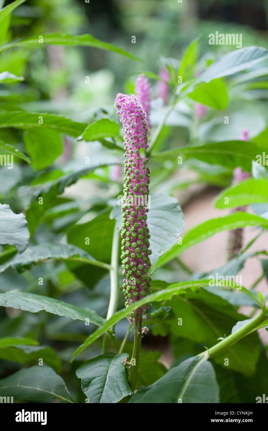 American pokeweed phytolacca americana hi-res stock photography and ...