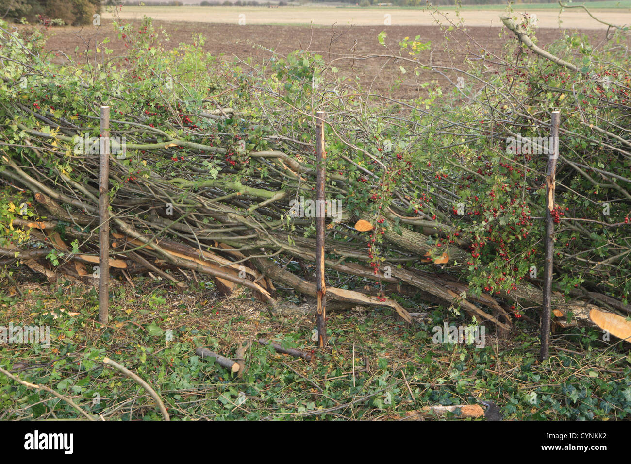 Traditional Lancs & Westmorland Style Hedging at the 34th National ...