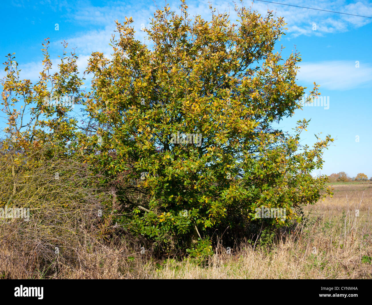 Young oak tree hi-res stock photography and images - Alamy