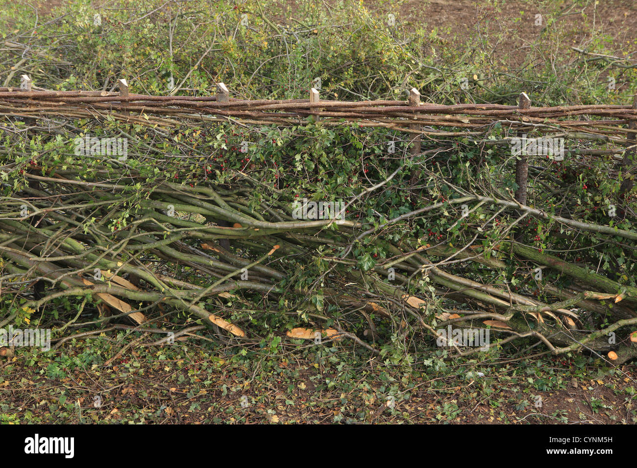 Traditional South of England Style Hedging at the 34th National Hedge ...
