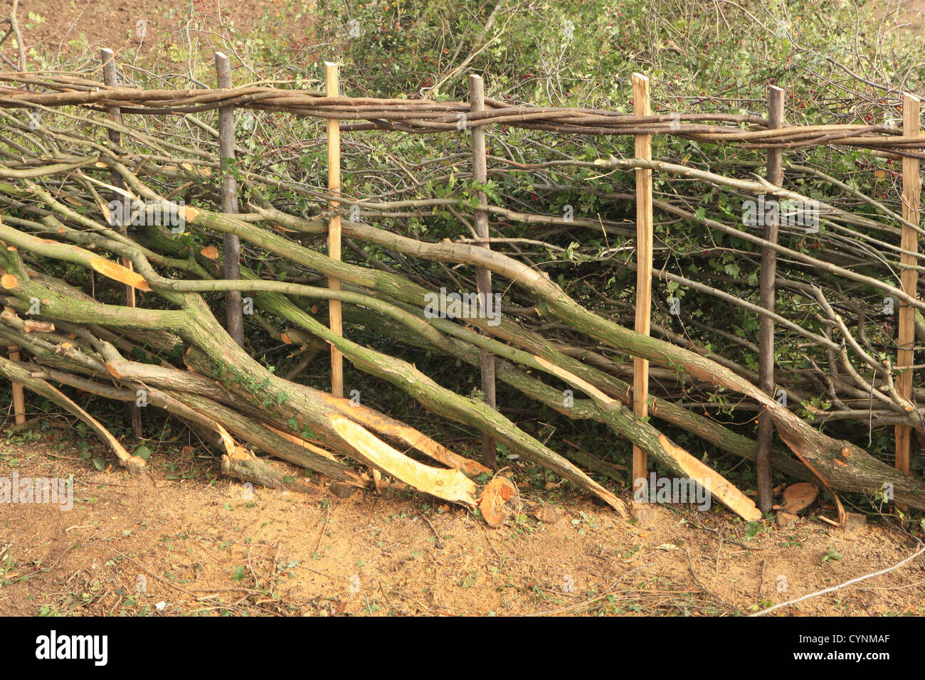Layered Hedging High Resolution Stock Photography and Images - Alamy