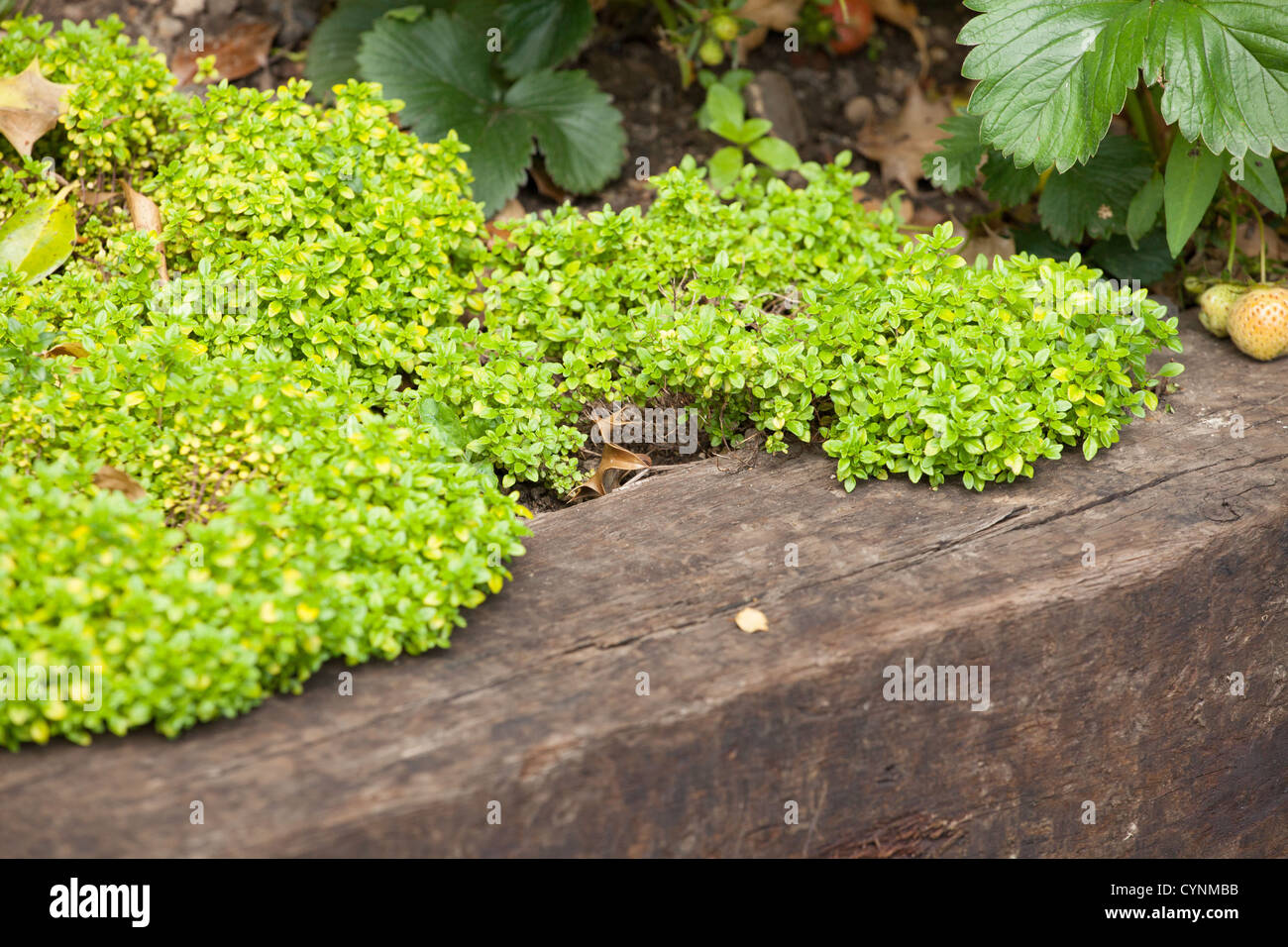Yellow cultivar of Thyme Stock Photo - Alamy