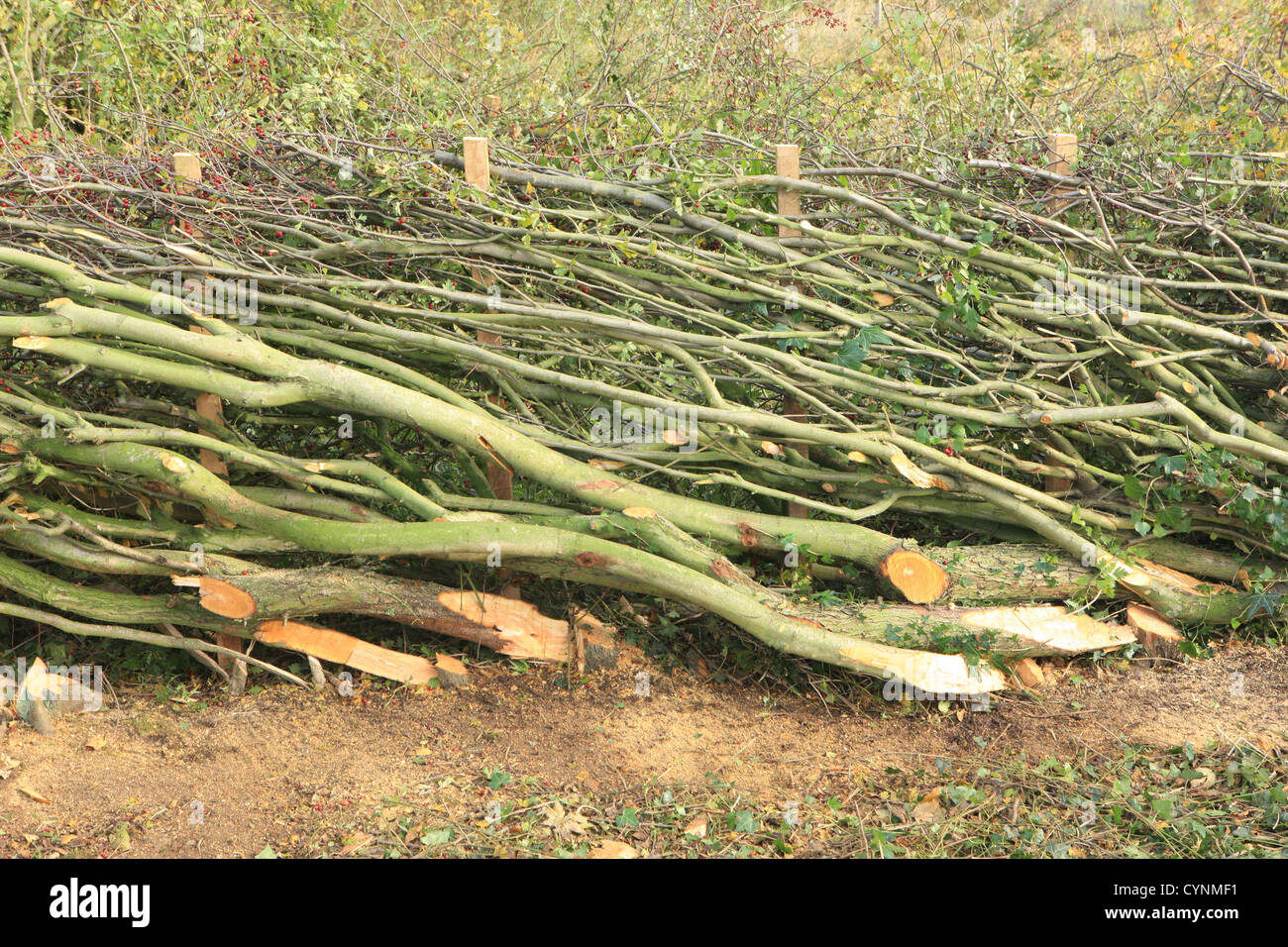 Traditional Derbyshire Style Hedging at the 34th National Hedge laying ...